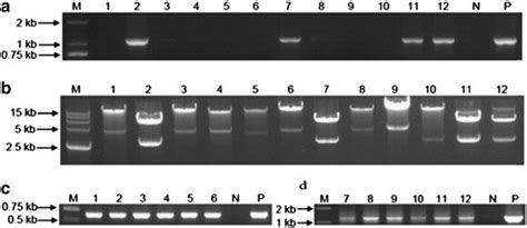Identification Of Recombinant Adenoviral Vectors By Colony Pcr A Download Scientific Diagram