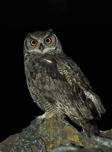 magellanic horned owl bubo magellanicus by leandro herrainz the owl