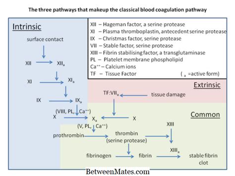 Perbedaan Antara Jalur Intrinsik Dan Ekstrim Dalam Pembekuan Darah Persiapan Intrinsik Vs