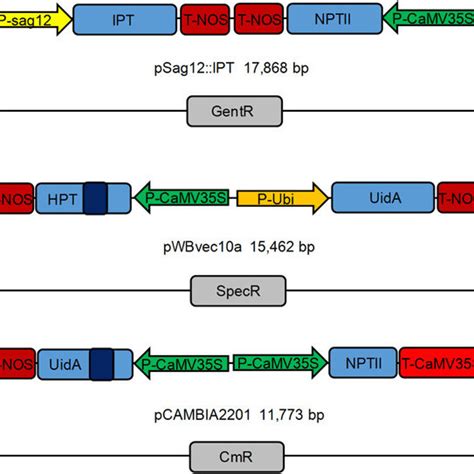 Schematic Diagram Of The Binary Plasmid Vectors Psag12ipt Pwbvec10a Download Scientific