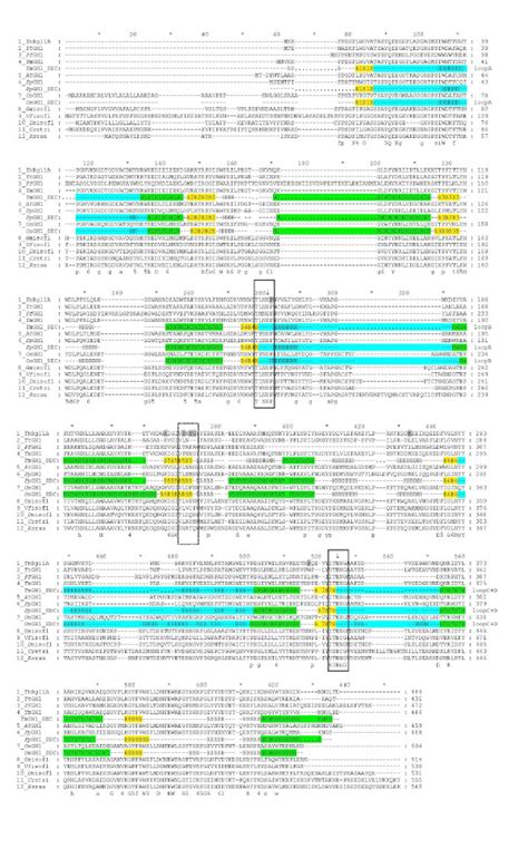 Multiple Sequence Alignment Of Gh1 Representatives A Multiple Sequence