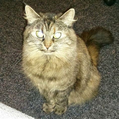 Stream Gottz Listen To Current Listening Queue Shuffle Recommended Playlist Online For Free