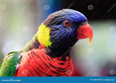 Angry Cockatoo Stock Image 8590225