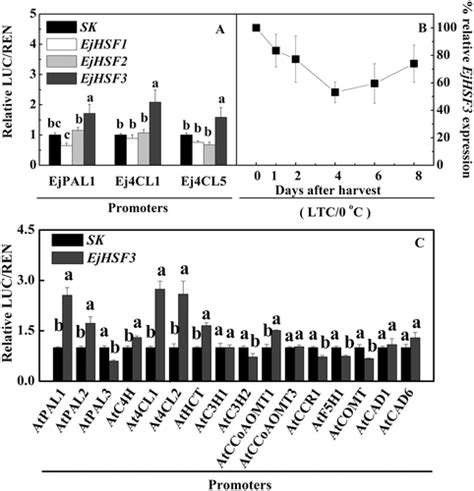 Regulation Of Loquat Fruit Low Temperature Response And Lignification