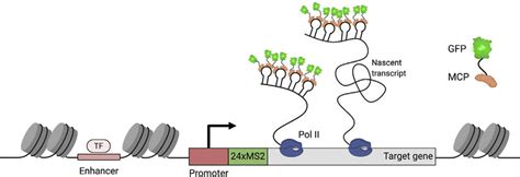 visualization of transcription with the ms2 mcp imaging system