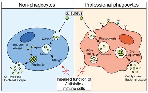 Pathogenesis For Staphylococcus Aureus