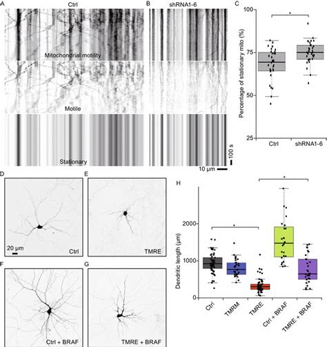 Braf Overexpression Also Protects Against Dendritic Atrophy Caused By Download Scientific