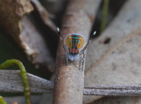 12 Astonishing Peacock Spider Facts Fact Animal