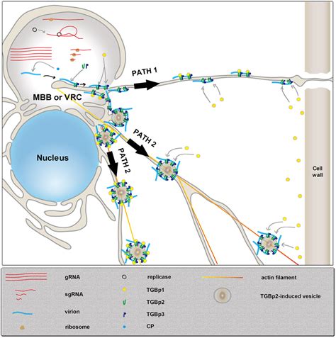 Schematic Representation Of The Refined Model For Pd Targeting Of