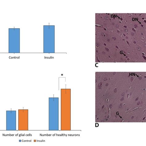 Cortical Neuron And Glial Cell Numbers In The Brain Cortex A The Download Scientific Diagram