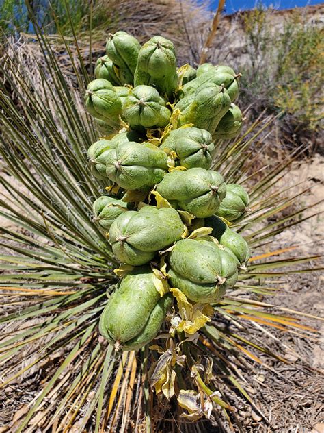 Are Yucca Fruit Edible At Makayla Moffatt Blog