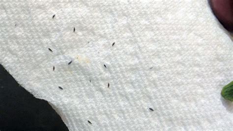 16 Bugs That Look Like Fleas With Pictures