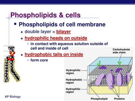 Lipids Ap Biology Ppt Download