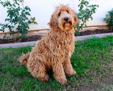 Лабрадудль (Labradoodle) - это добрая, чуткая и красивая порода собак ...
