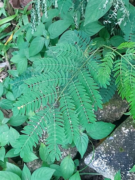 Green Plants And Rocks In The Woods