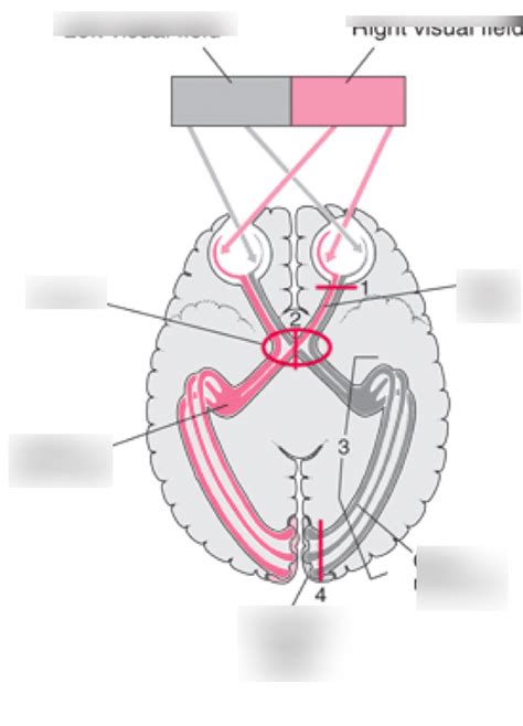 Neural Bases Final Visual Field Diagram Quizlet