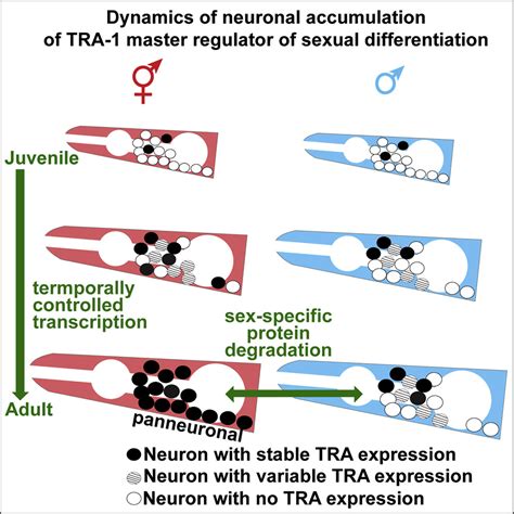 A Schematic Diagram Of Sexual Differentiation Of External