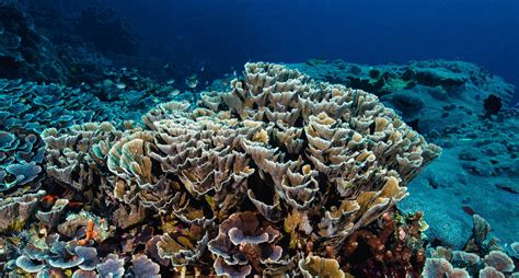 Global Warming Must Peak Below 2°c To Limit Tipping Point Risks