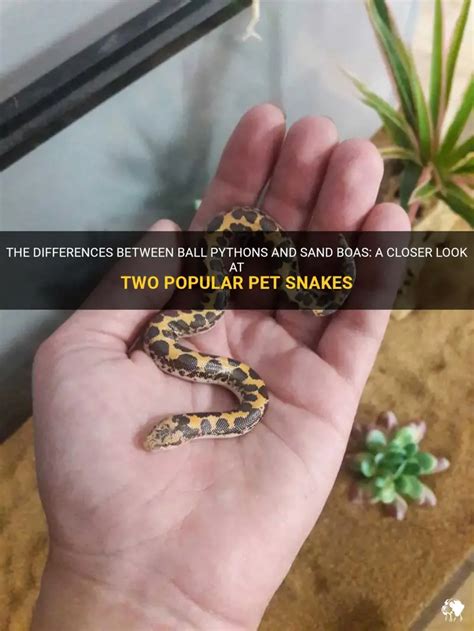The Differences Between Ball Pythons And Sand Boas A Closer Look At Two Popular Pet Snakes