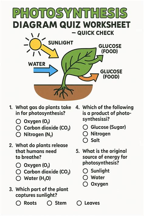 Photosynthesis Diagram Worksheets Free Image And Pdf Printables
