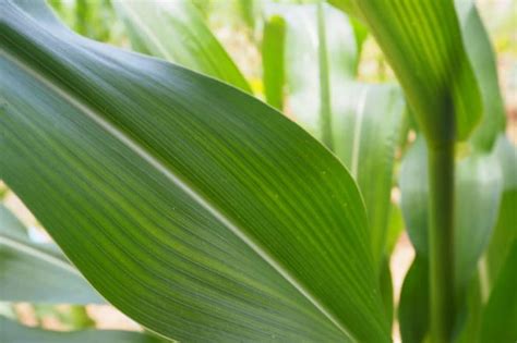Corn Leaves And Their Many Uses