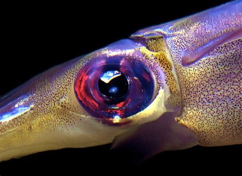 Giant Squid Eye Close Up Unique Vision In The Deep Sea Worl…