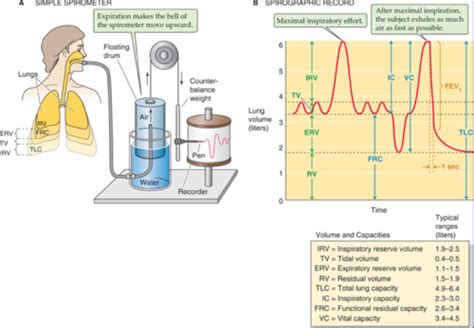 Aandp Ii Lab Practical 2 Flashcards Quizlet