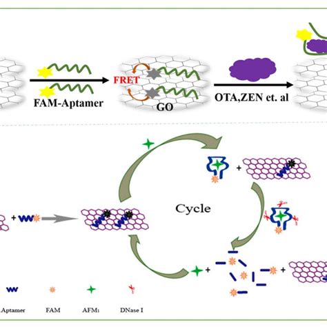 A Schematic Diagram Of An Aptamer For Detection Of Mycotoxins Based Download Scientific