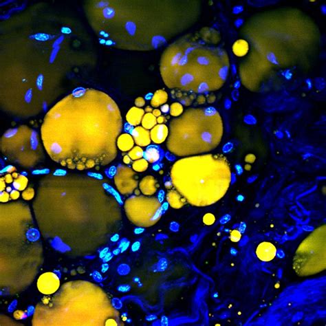 Why Scientists Are Making Human Cells Emit Laser Beams Ketmarket Open Innovation Ecosystem