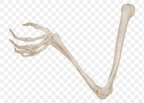 Skeleton Arm Images Free Photos Png Stickers Wallpapers
