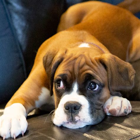 Puppies Kesdar Boxers