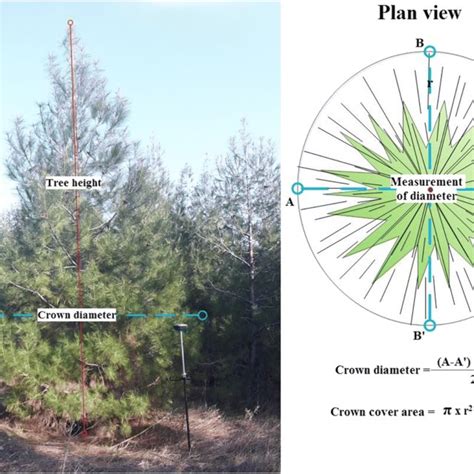 The Method Used For Tree Height And Diameter Measurement The Height Of Download Scientific