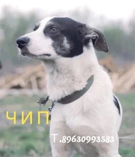Молодой пес ЧИП ищет дом ️️Возраст 1 5 года ️Среднего размера ️Привит вакцинирован