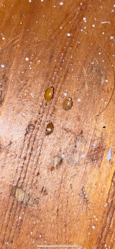 Bed Bug Shells Exoskeleton Rbedbugs