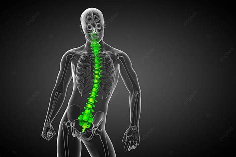 Human Spine Medical Illustration In 3d Rendering Cervical Skeletal Thoracic Photo Background And