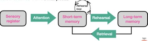 Topic 2 - Multi-Store Model of Memory (MSM) Flashcards | Quizlet