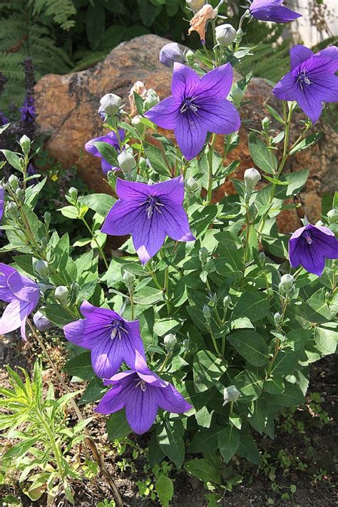300 Balloon Flower Seeds Platycodon Grandiflorus Chinese Etsy Canada