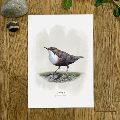 Dipper Art Print Unique Nature Inspired Wall Art By Debbie Knight