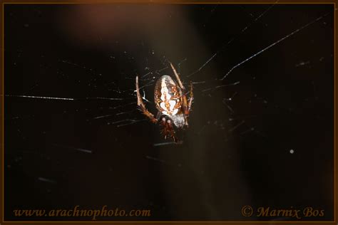 Neoscona Adianta Walckenaer 1802 Arachnophoto