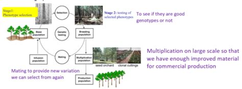 Pp Lecture 14 Modern Tree Breeding Flashcards Quizlet