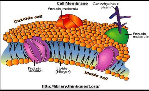 Cell Membrane Up Close And Personal Biology Classroom Science Cells My XXX Hot Girl