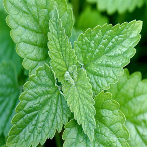 Catnip Oil Benefits And Its Uses Veggies Info Veggies Info