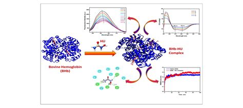 Understanding The Structure And Conformation Of Bovine Hemoglobin In