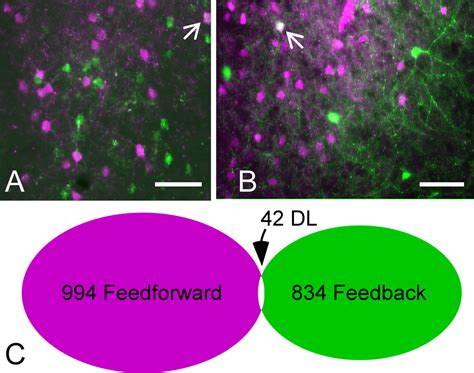 Segregation Of Feedforward And Feedback Projections In Mouse Visual
