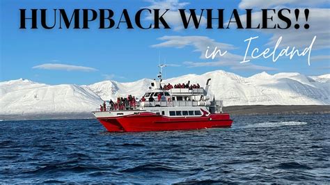 Whale Watching Dalvik North Iceland Youtube