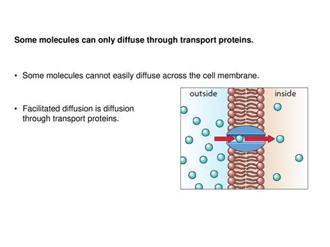 diffusion and osmosis ppt download