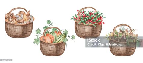 수채화 그림입니다 손으로 그린 갈색 짠 바구니 나뭇잎 솔방울 오크 도토리 딸기 호박 버섯 바구니 바구니 세공의 음식과 가을 자연 인쇄를 위한 격리된 클립 아트