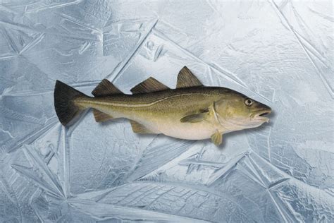 Atlantic Cod Normarine