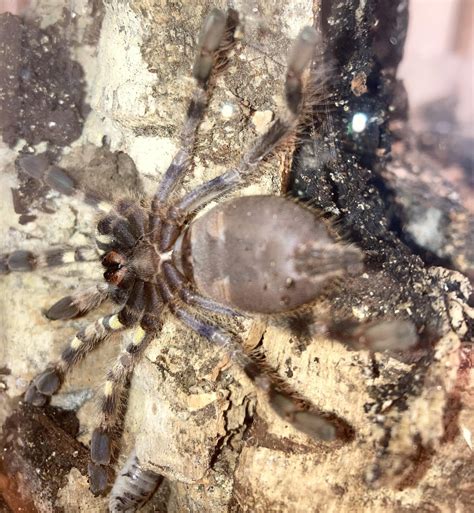 P Regalis Sexing R Tarantulas