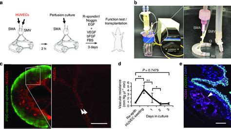 Re Endothelialization Of Decellularized Scaffold Vasculature A Method
